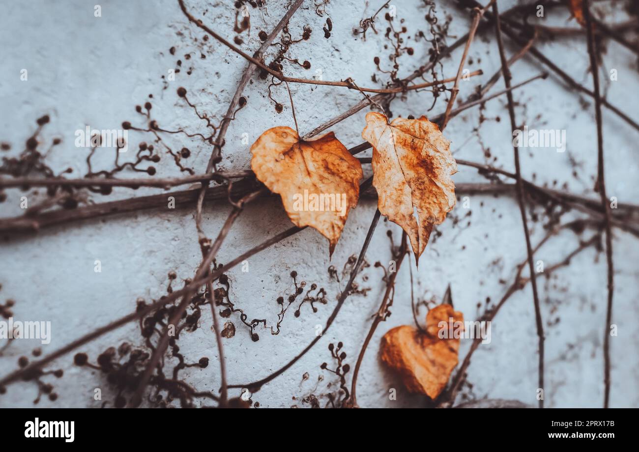 Dead berry hi-res stock photography and images - Alamy