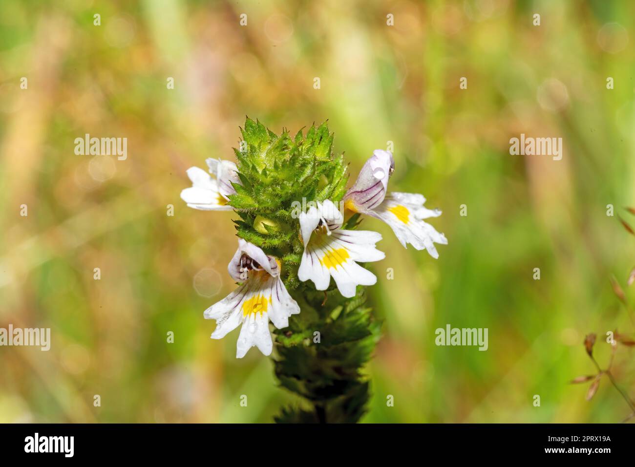 Common eyebright Euphrasia flower with buds against a blurred green ...