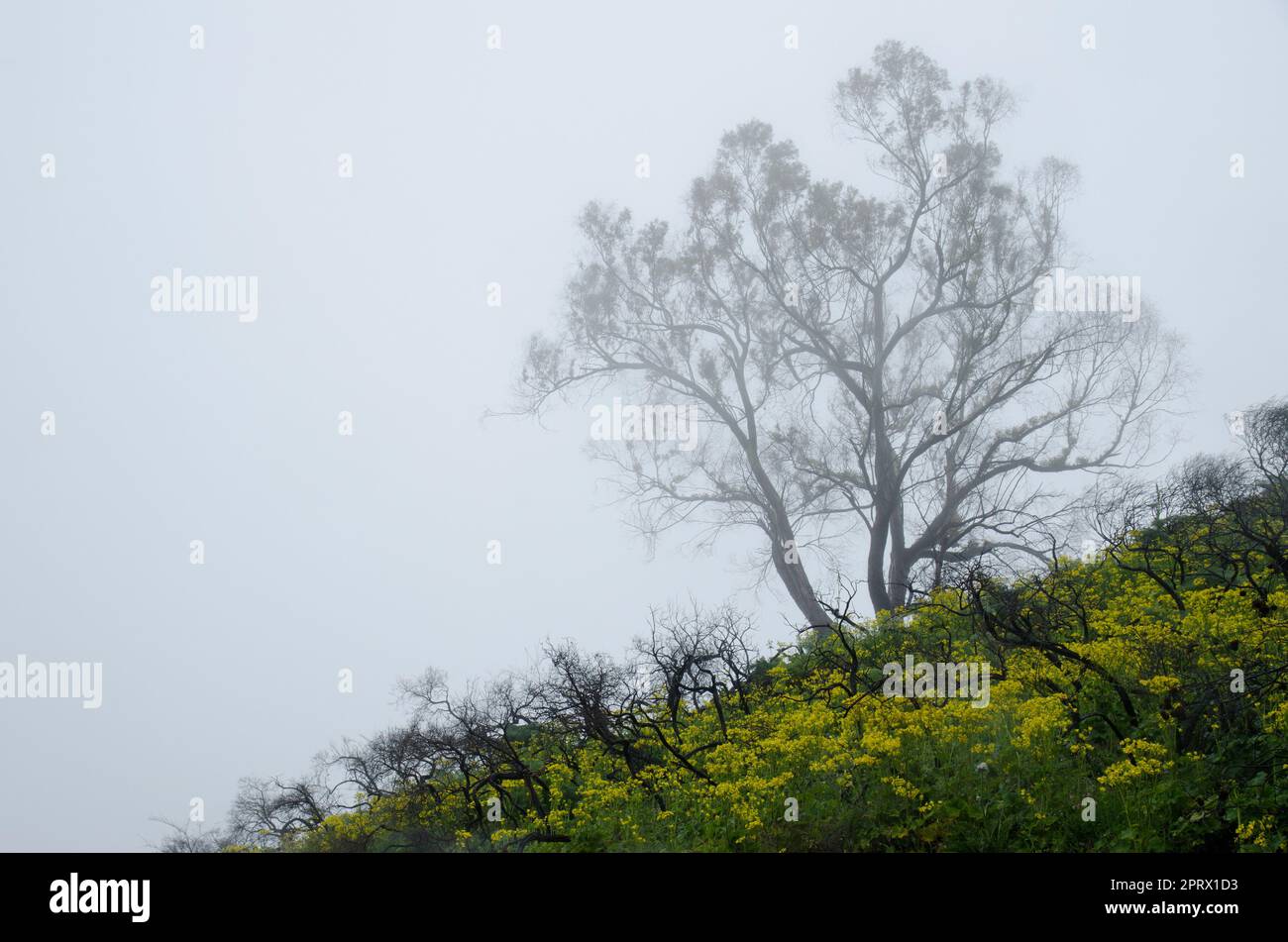 Southern blue gum and Azores buttercup Stock Photo - Alamy