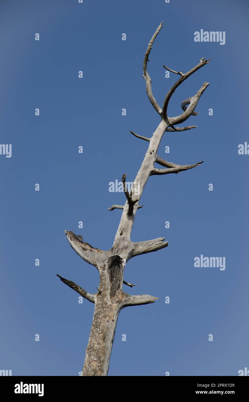 Dead conifers hi-res stock photography and images - Alamy