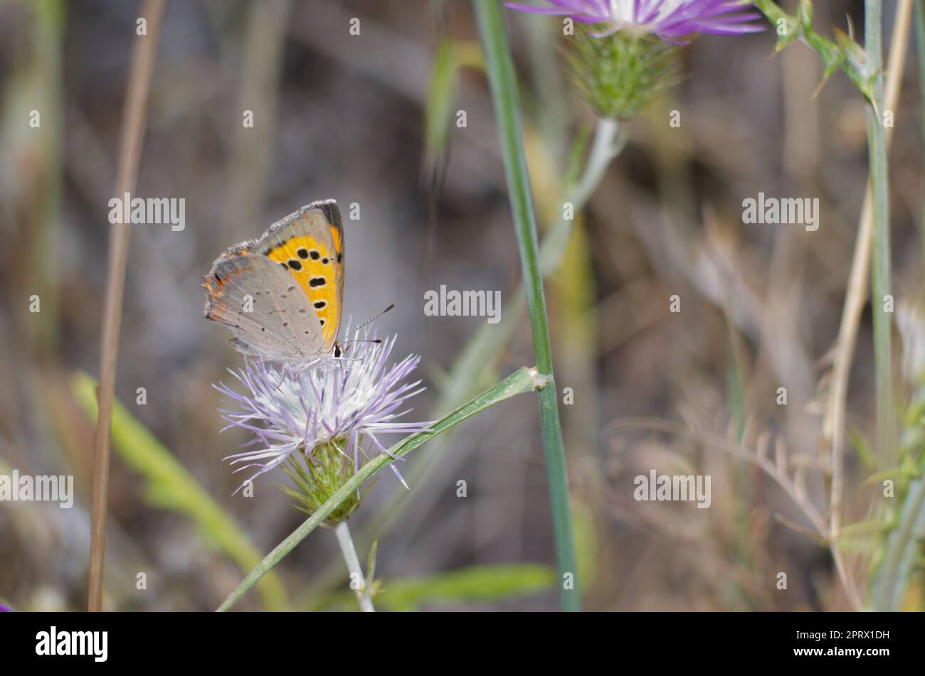 Small copper feeding on a flower Stock Photo - Alamy
