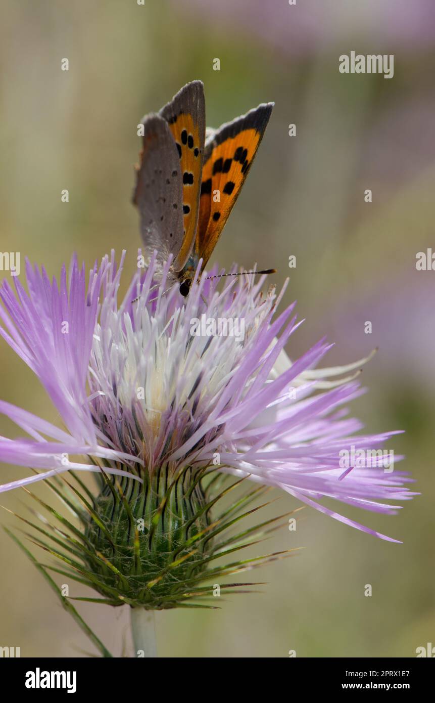 Small copper feeding on a flower Stock Photo - Alamy