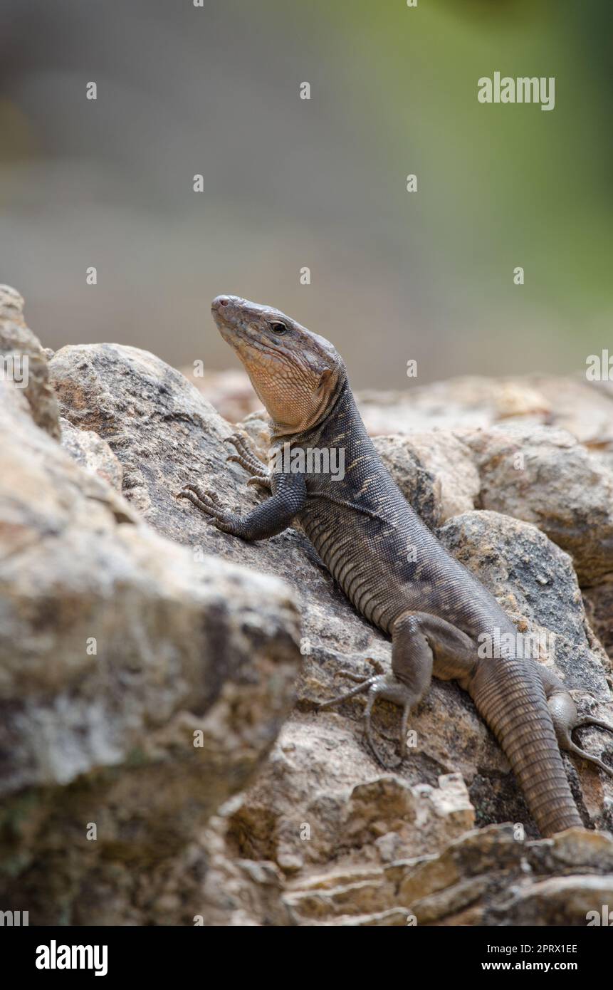 Gran Canaria giant lizard Stock Photo - Alamy