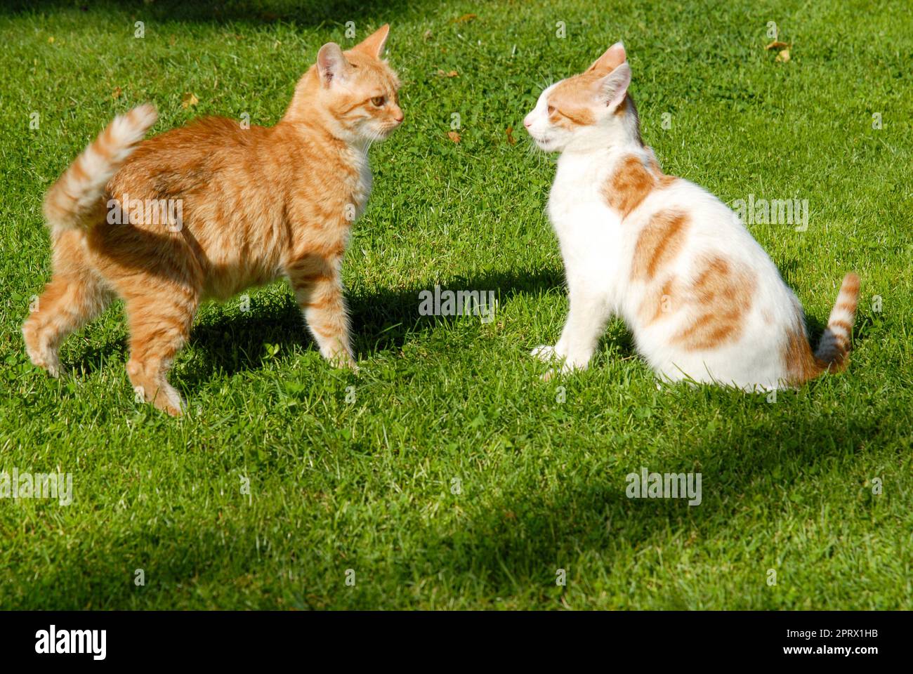 two cats in a meadow fight with each other Stock Photo - Alamy