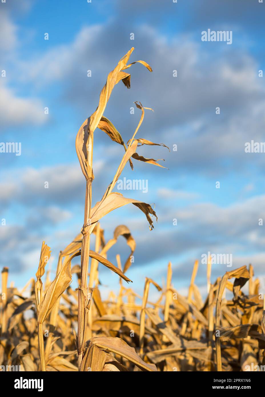 Dried corn stalks in a field at the end of a summer Stock Photo - Alamy