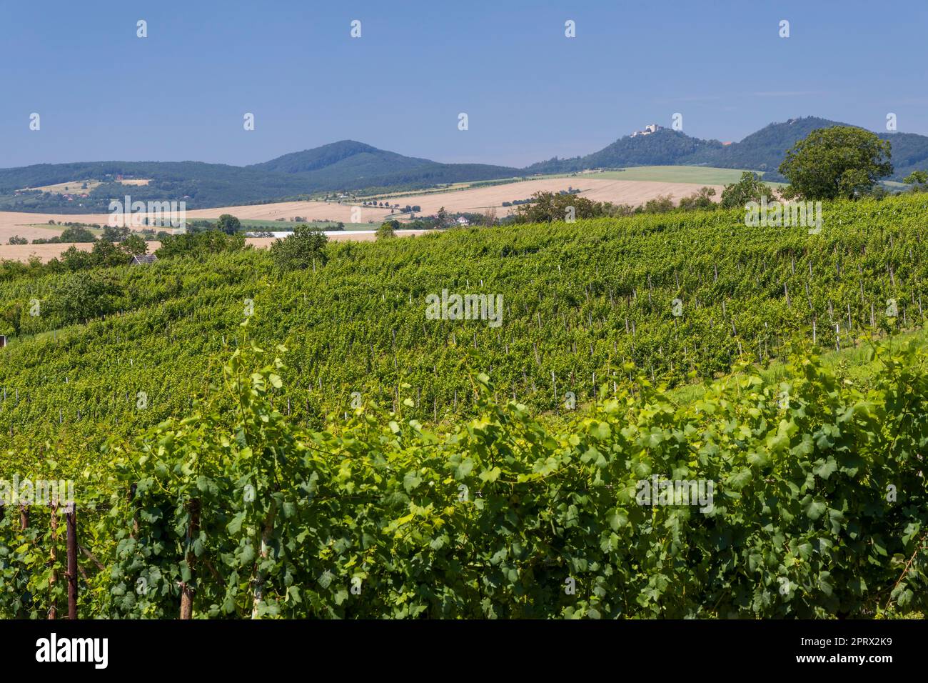 Landscape with vineyards and Buchlov castle, Slovacko, Southern Moravia ...