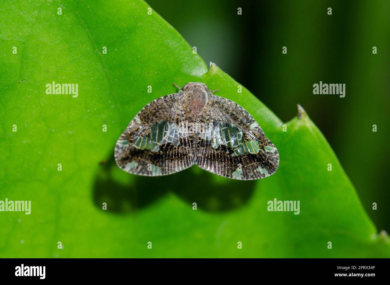 Transparent planthopper hi-res stock photography and images - Alamy