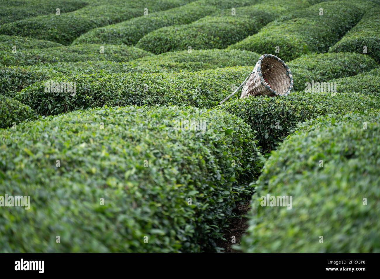 traditional harvesting wicker conical basket on rows of Turkish black ...