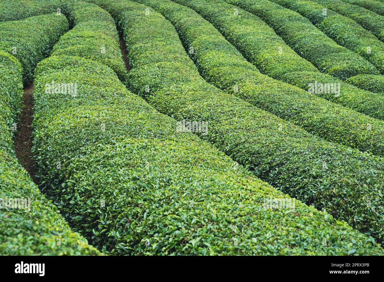 rows of Turkish black tea plantations cultivated on a field in Cayeli ...