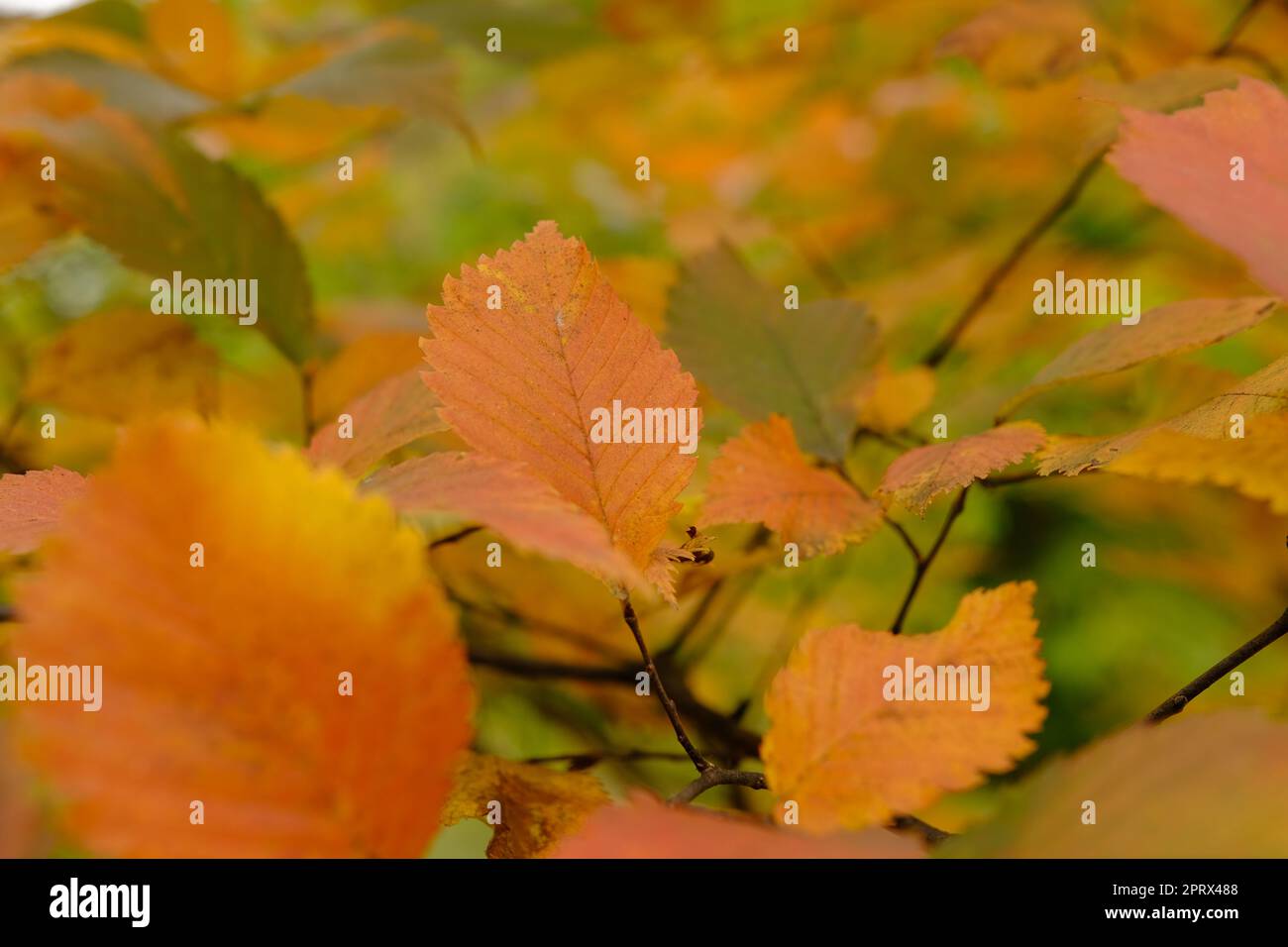 colorfull red and green leaves on tree in autumn time Stock Photo - Alamy