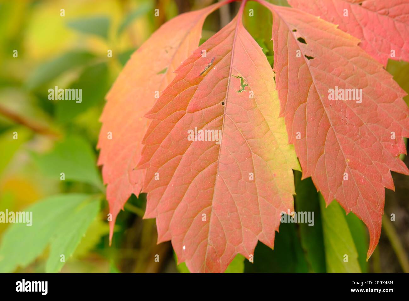 Grape leaves plant hi-res stock photography and images - Alamy