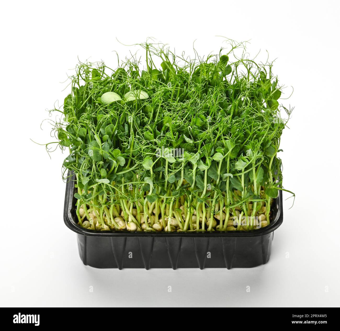 Microgreen hi-res stock photography and images - Alamy