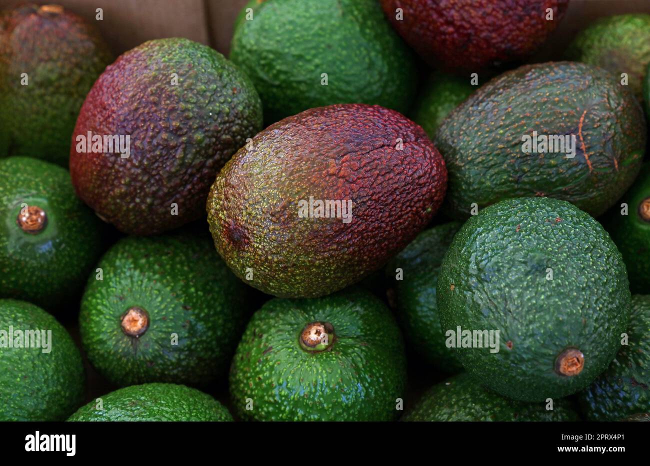 Fresh green and purple avocado on retail display Stock Photo - Alamy