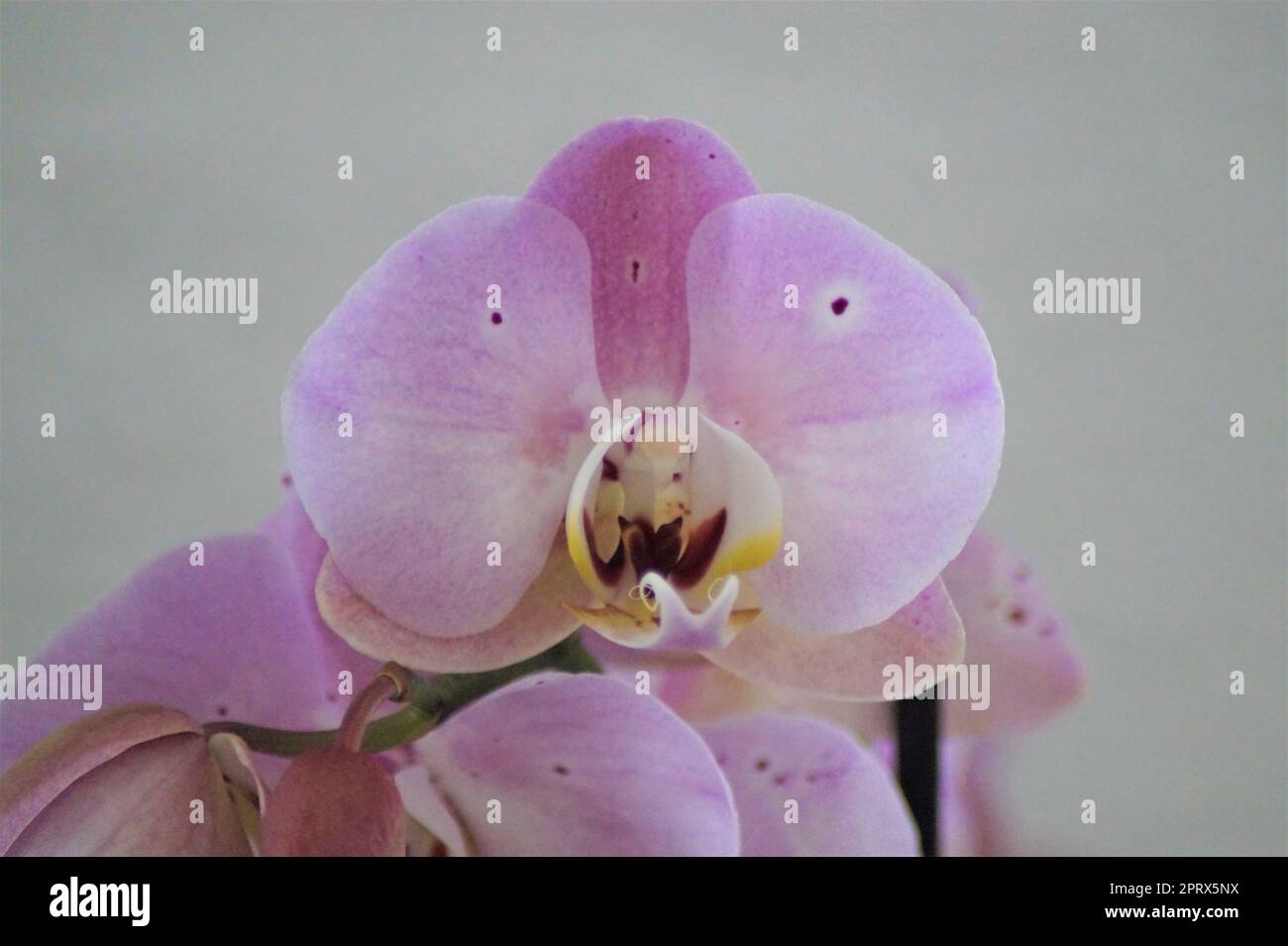 Pink flower of the orchid MaRie Stock Photo - Alamy