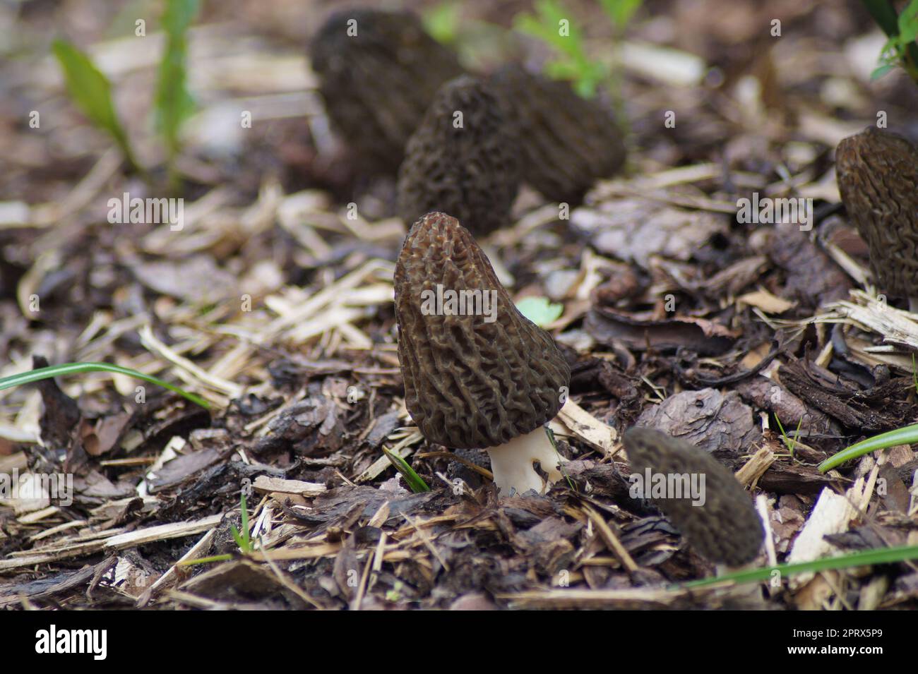 Group of pointed morels on bark mulch Stock Photo - Alamy