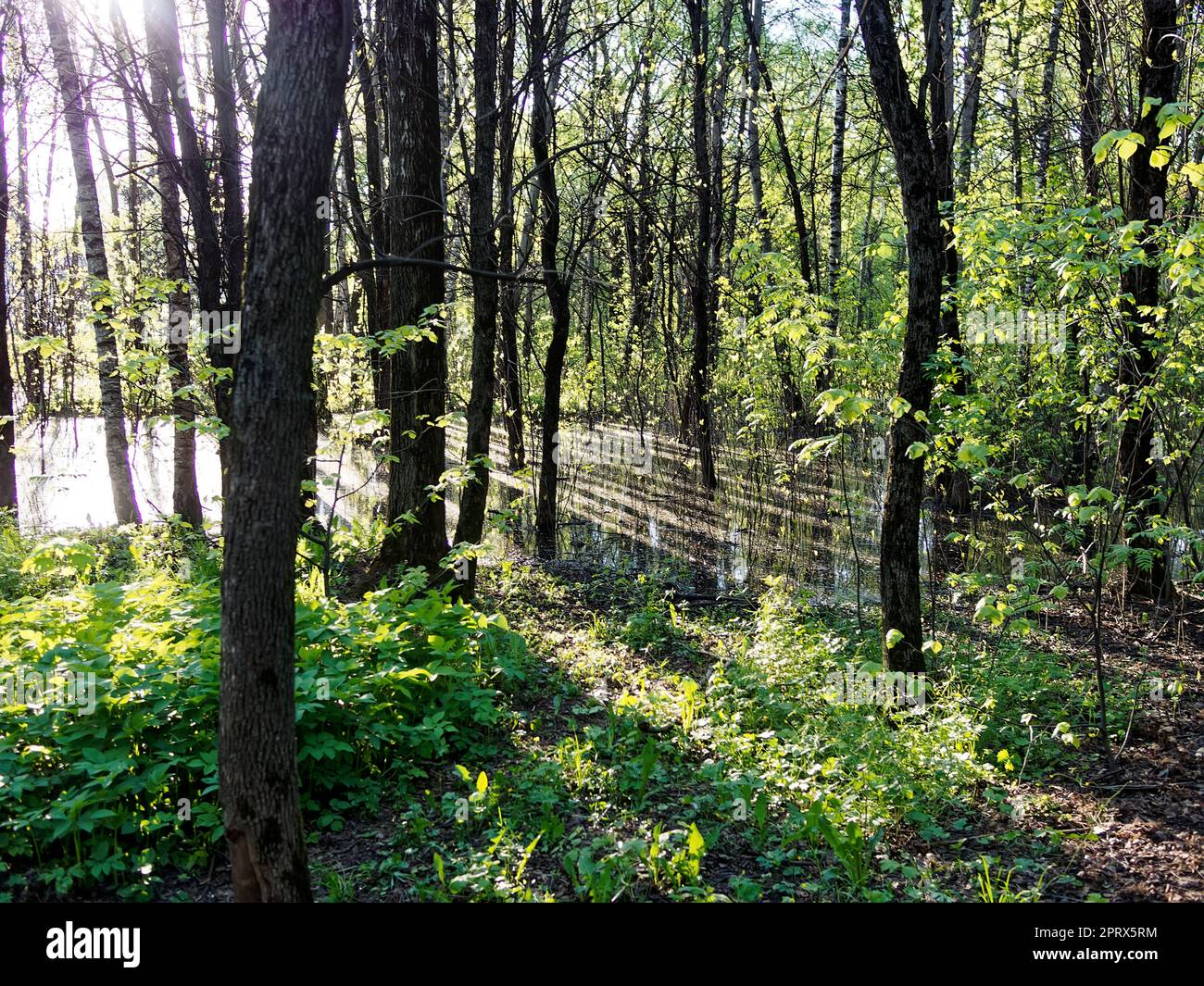 Tree reflection in huge puddle hi-res stock photography and images - Alamy