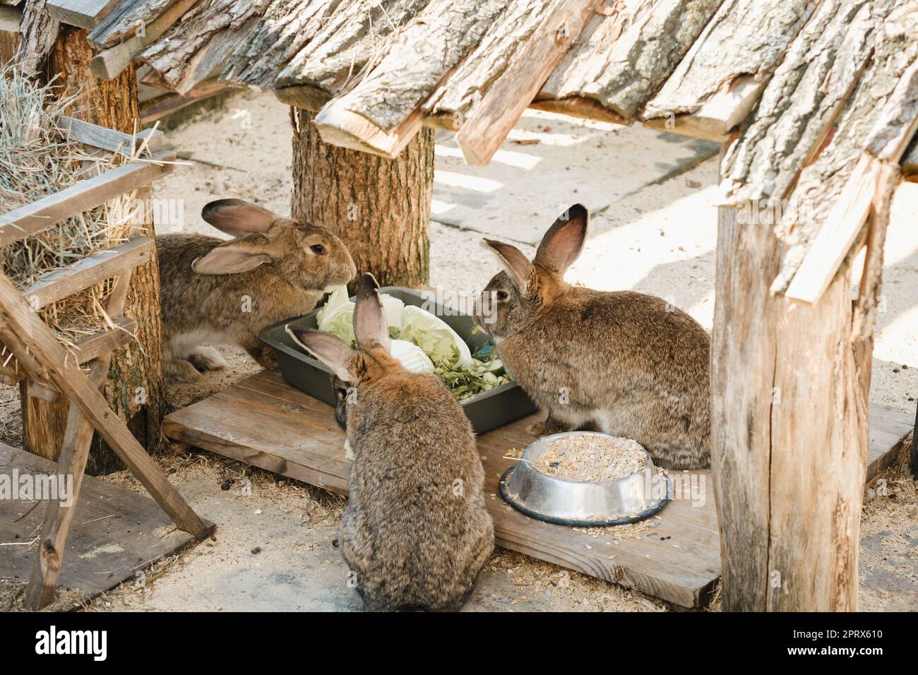 three gray rabbits eat together from a plate in the fresh air Stock ...