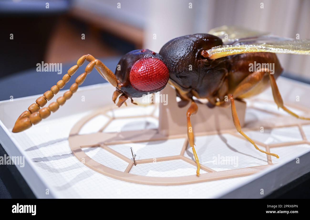 Stuttgart, Germany. 27th Apr, 2023. The model of a wasp species named ...