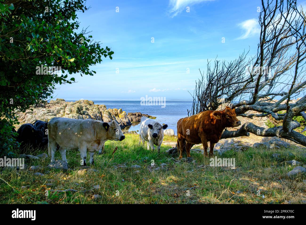 Free roaming and grazing cows on the west coast of Hammeren headland at ...