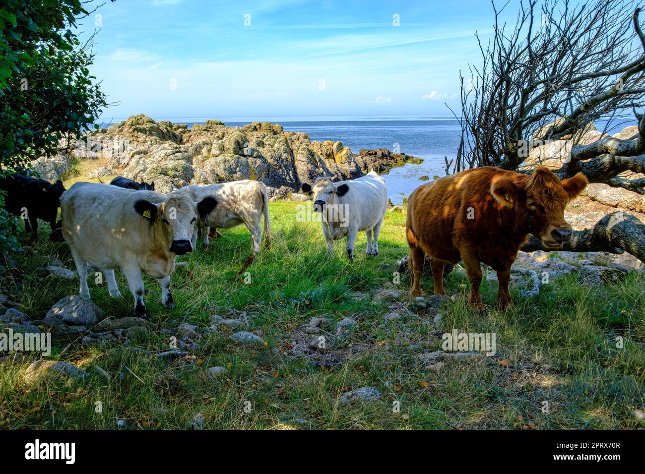 Free roaming and grazing cows on the west coast of Hammeren headland at ...