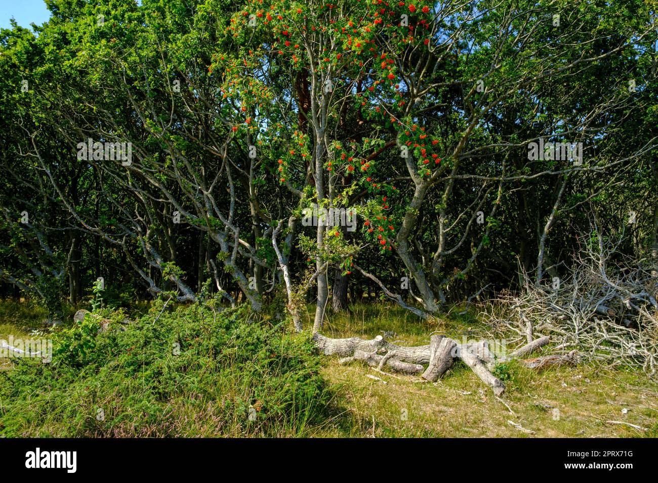 Typical vegetation of rowan trees on Hammeren headland at the northern ...