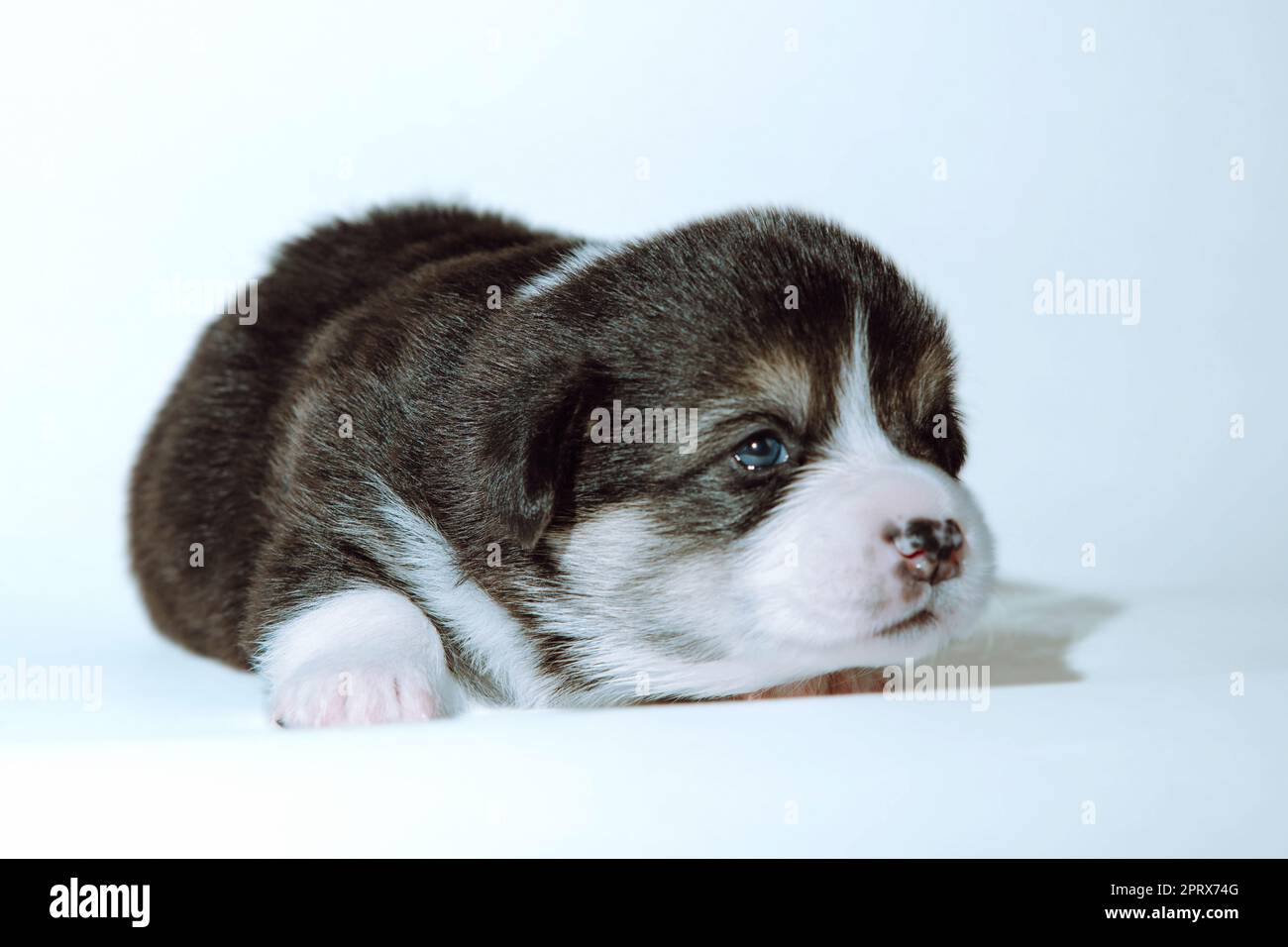 Portrait of charming little Welsh corgi puppy lying on light background ...