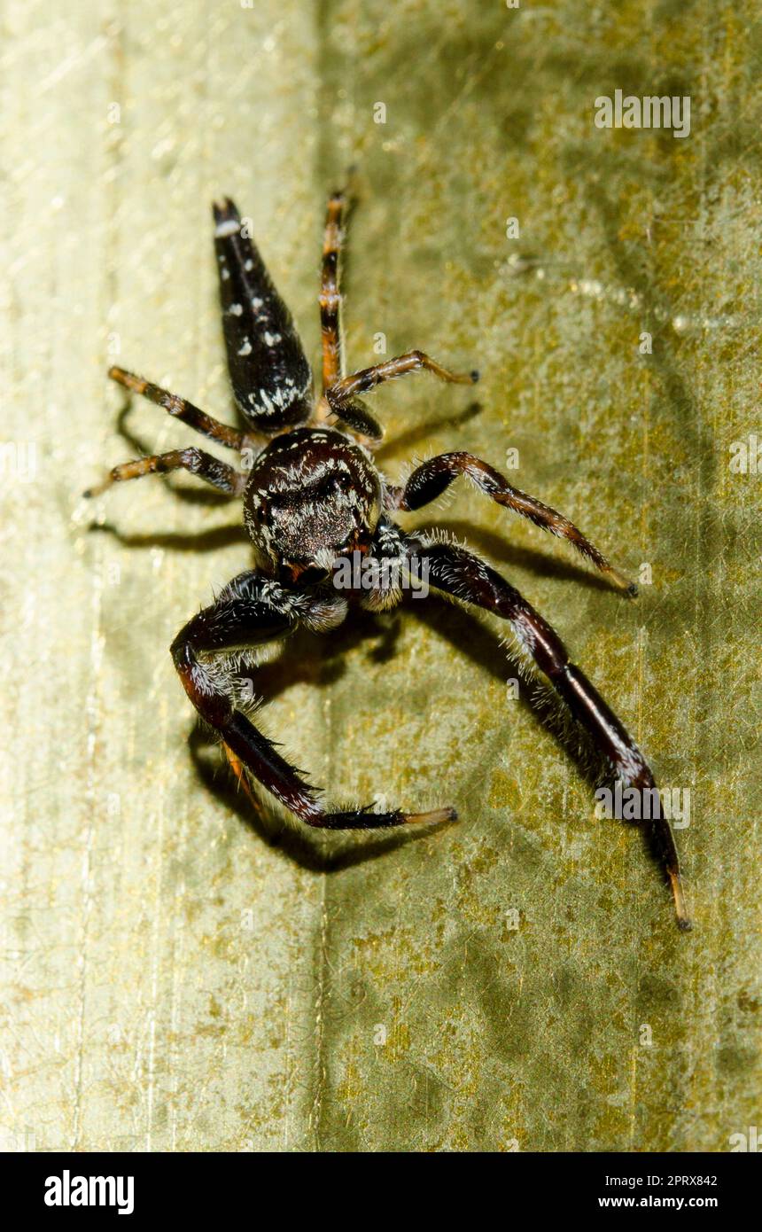 Jumping Spider, Bavia sexpunctata, Klungkung, Bali, Indonesia Stock ...