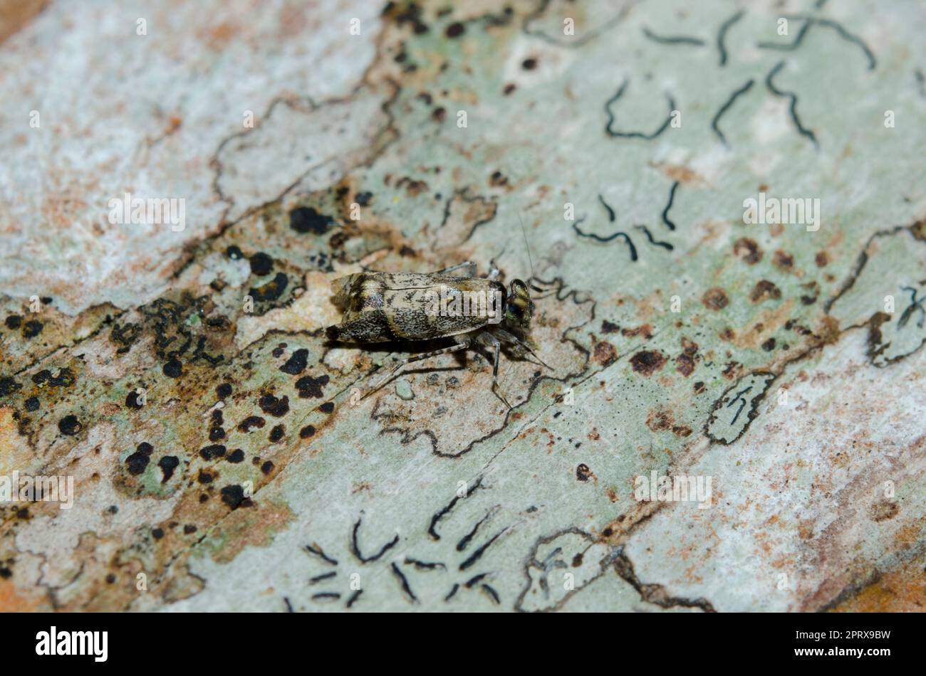 Bark Lice, Lepidopsocidae Family, camouflaged on tree bark, Klungkung ...