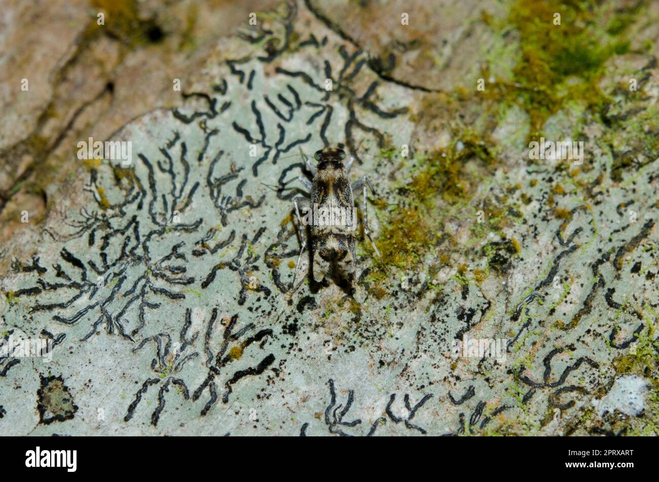 Indonesia tree bark hi-res stock photography and images - Alamy