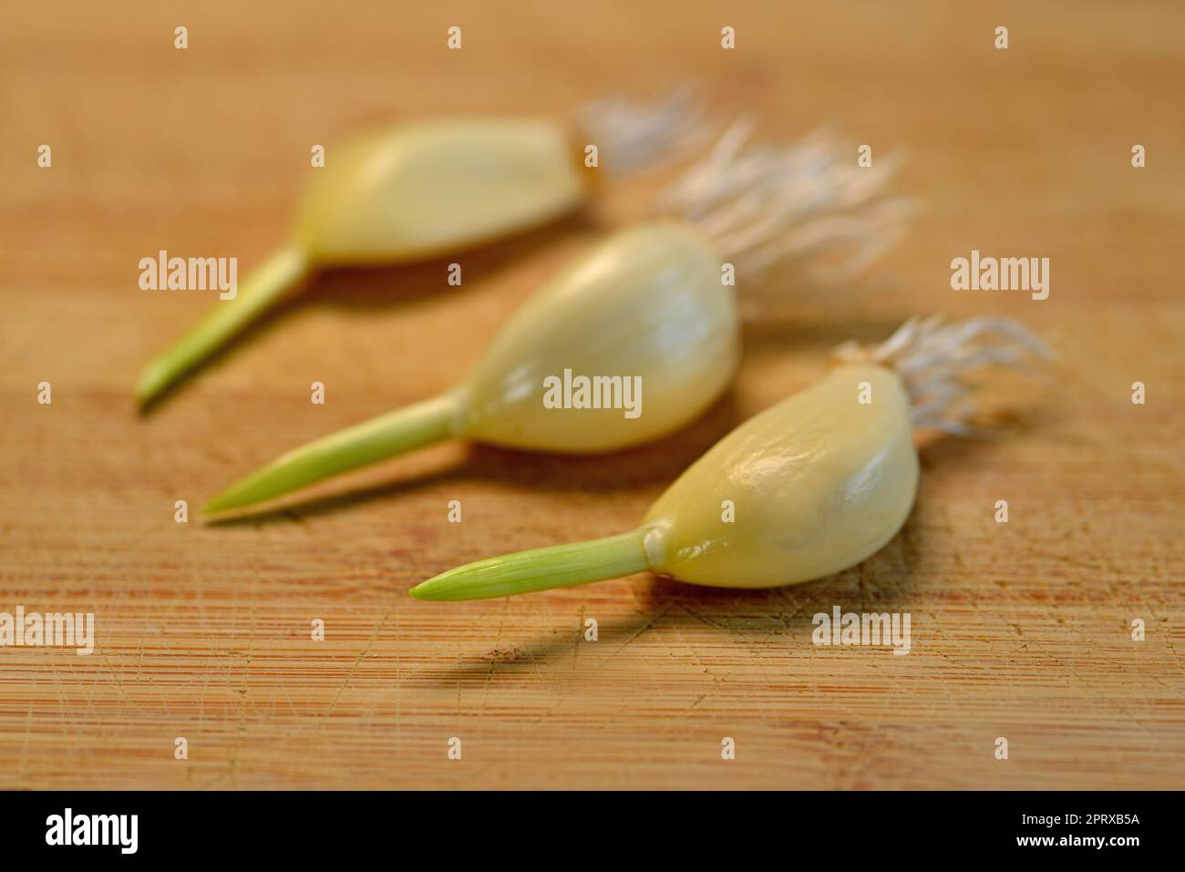 garlic with roots and shoot, ready for planting Stock Photo - Alamy