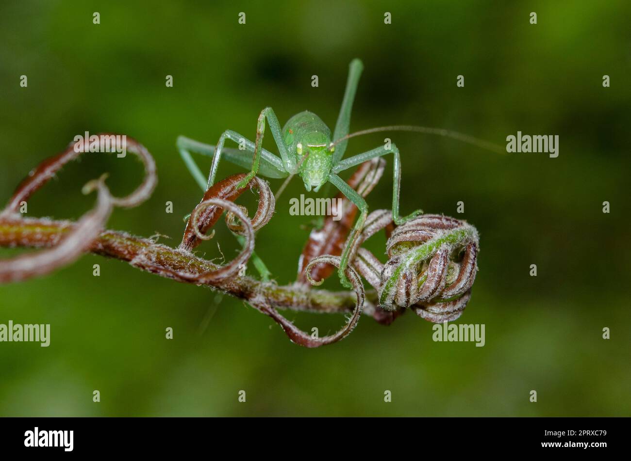 Katydid, Tettigoniidae Family, on plant, Klungkung, Bali, Indonesia ...