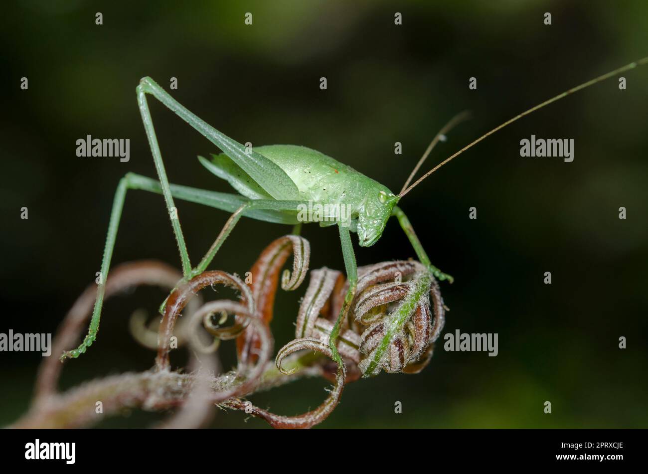 Katydid, Tettigoniidae Family, on plant, Klungkung, Bali, Indonesia ...