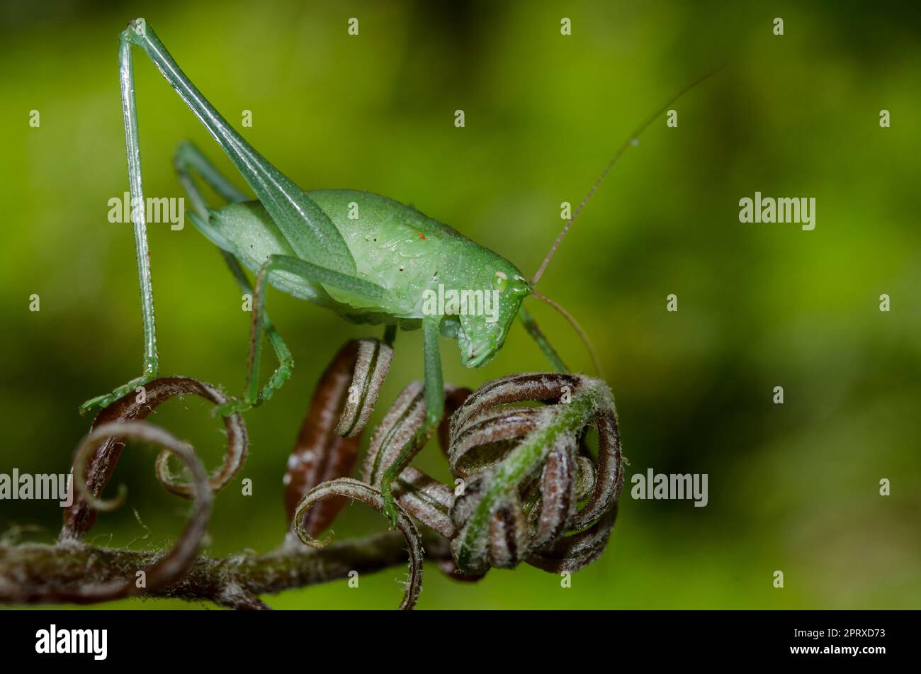 Katydid, Tettigoniidae Family, on plant, Klungkung, Bali, Indonesia ...