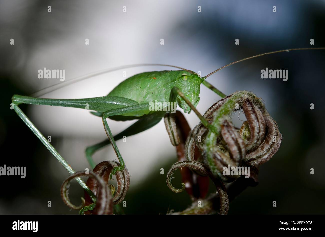 Katydid, Tettigoniidae Family, on plant, Klungkung, Bali, Indonesia ...