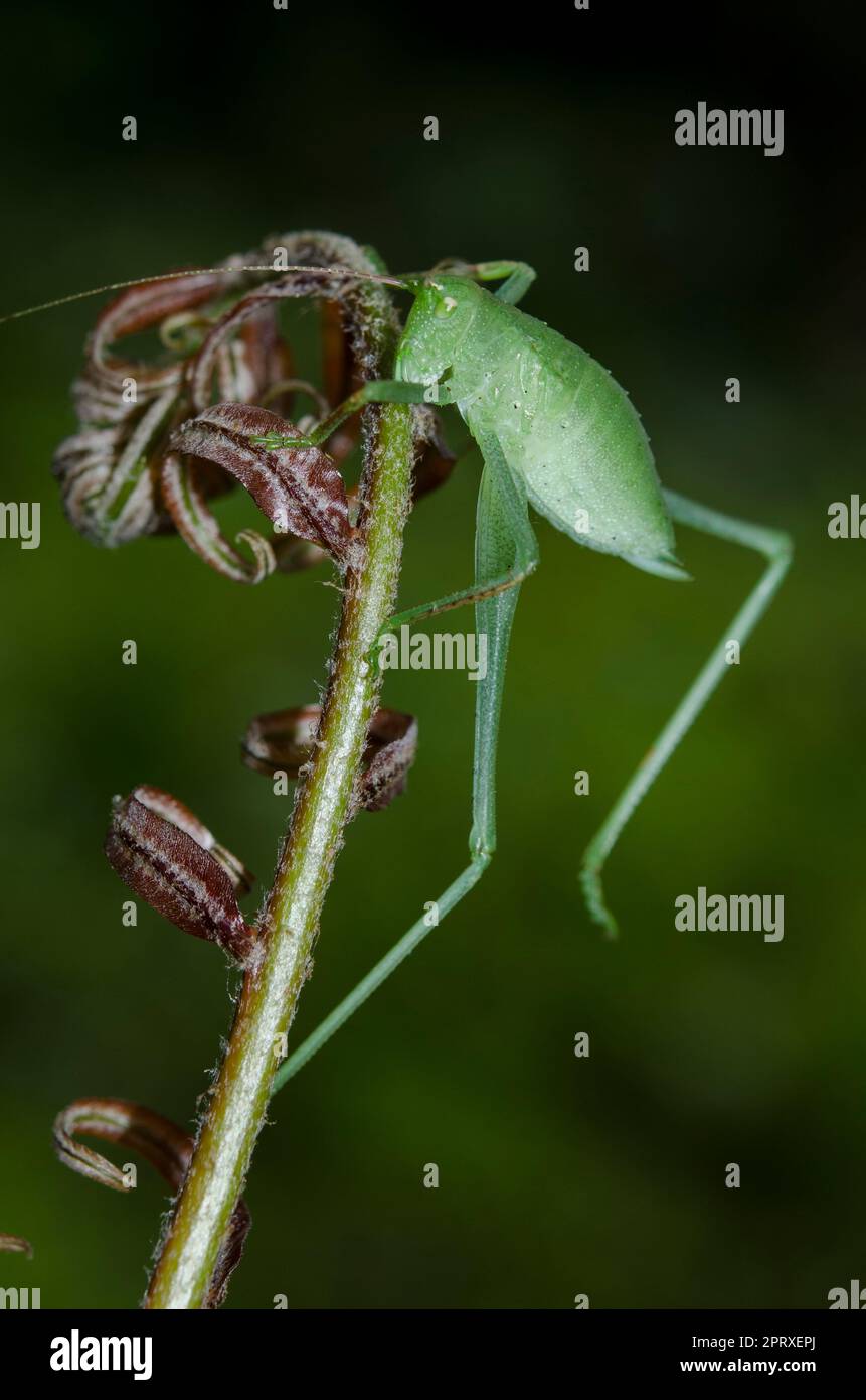Katydid, Tettigoniidae Family, on plant, Klungkung, Bali, Indonesia ...