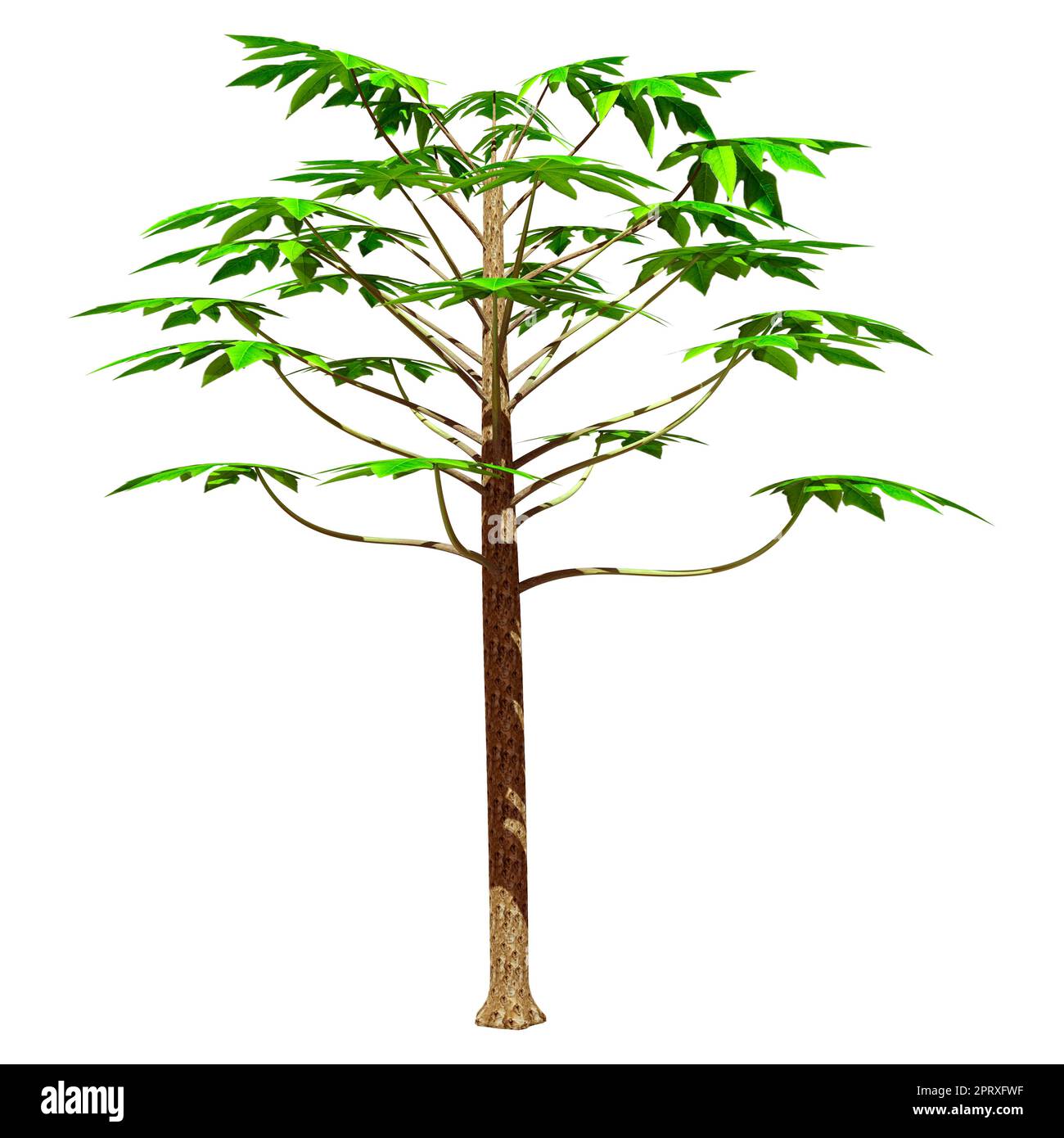 3D rendering of a papaya tree or Carica papaya isolated on white ...