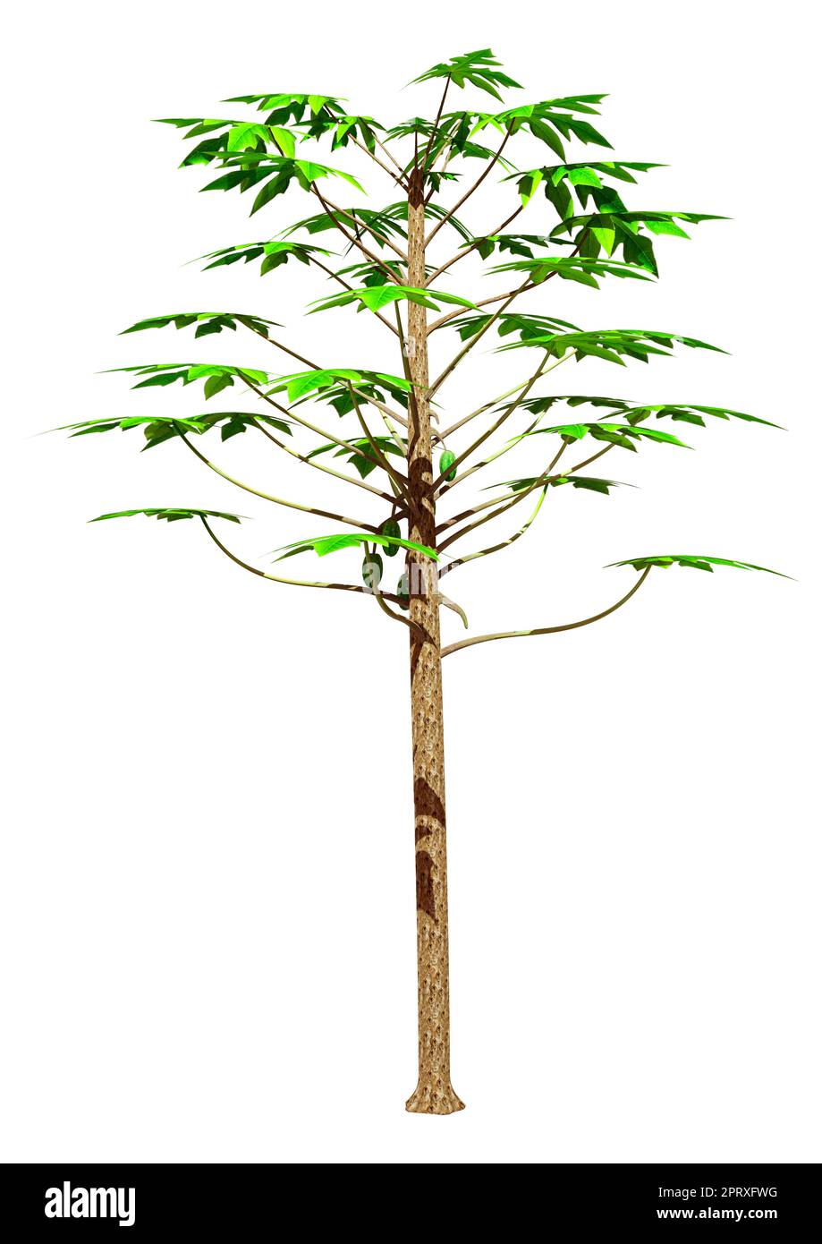 3D rendering of a papaya tree or Carica papaya isolated on white ...