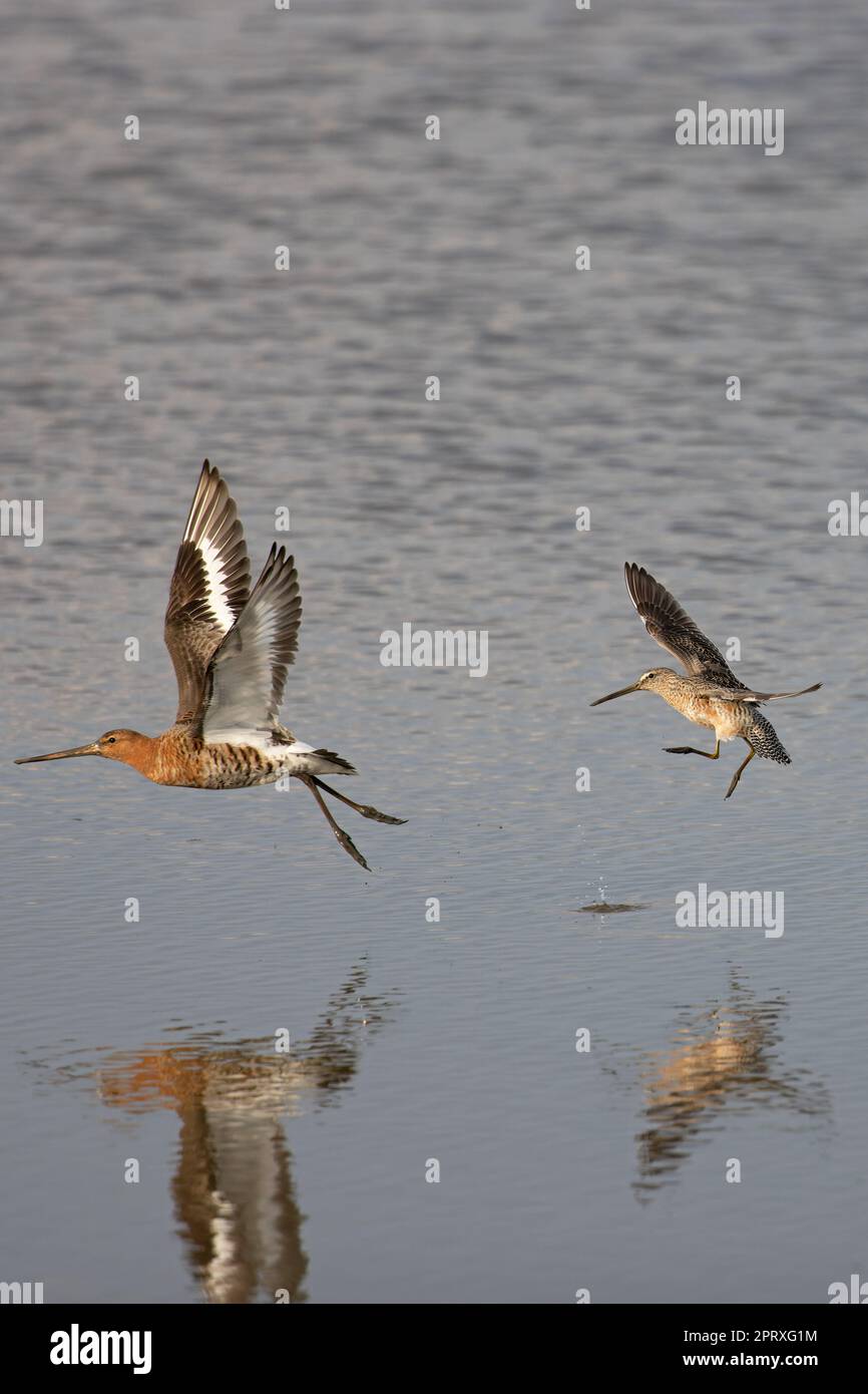 Long-billed Dowitcher (Limnodromus scolopaceus) fighting with Black ...