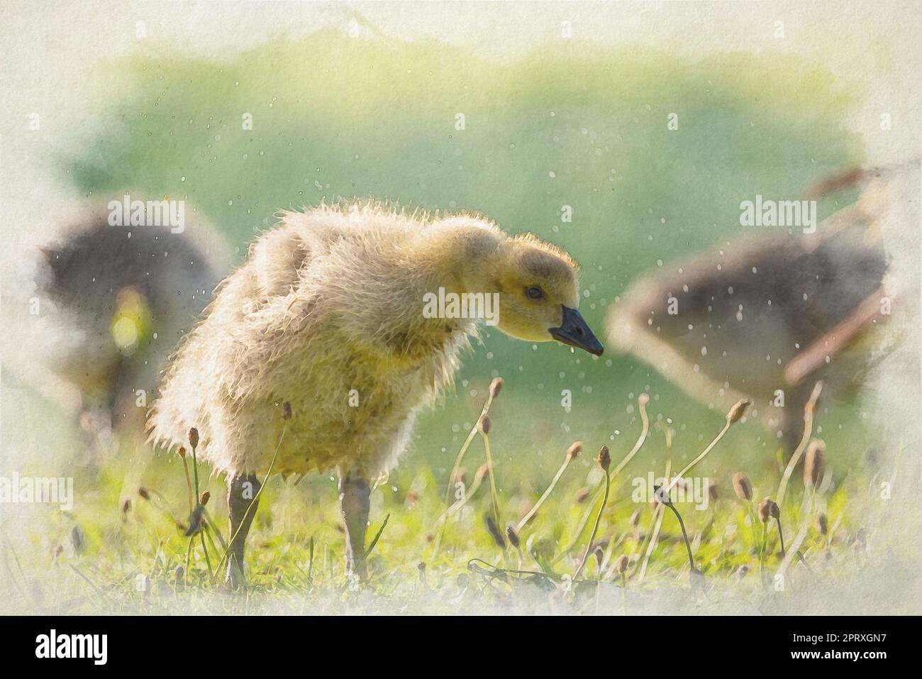 Newborn baby Canada Goose Gosling. A digital watercolour painting of ...