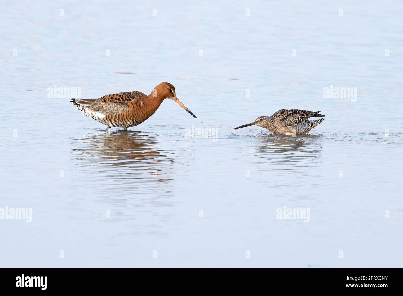 Long-billed Dowitcher (Limnodromus scolopaceus) fighting with Black ...