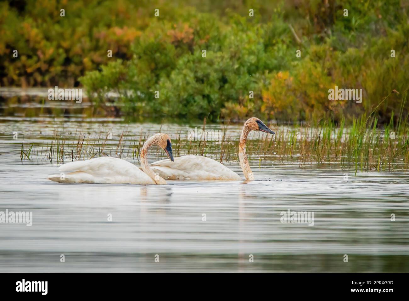 I photographed this family of Trumpeter Swans (Cygnus buccinator) at ...