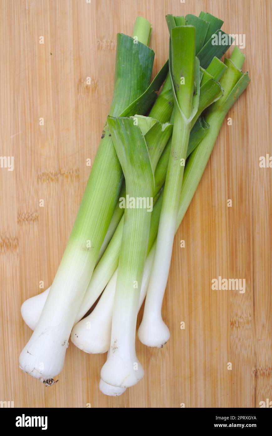 Fresh leeks harvested from allotment garden growing healthy local food ...