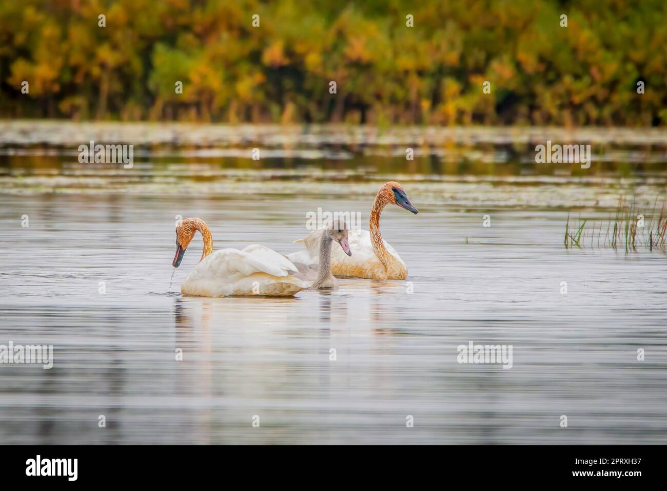 I photographed this family of Trumpeter Swans (Cygnus buccinator) at ...