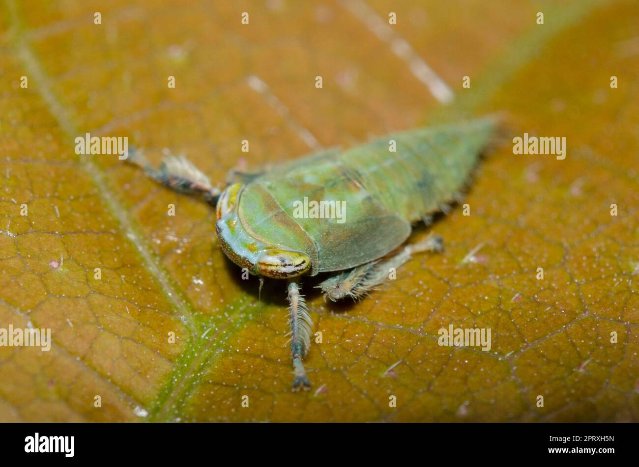 Leafhopper nymph, Cicadellidae Family, on leaf, Klungkung, Bali ...