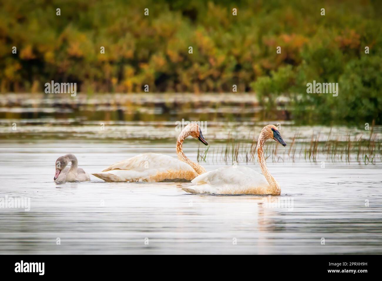 I photographed this family of Trumpeter Swans (Cygnus buccinator) at ...