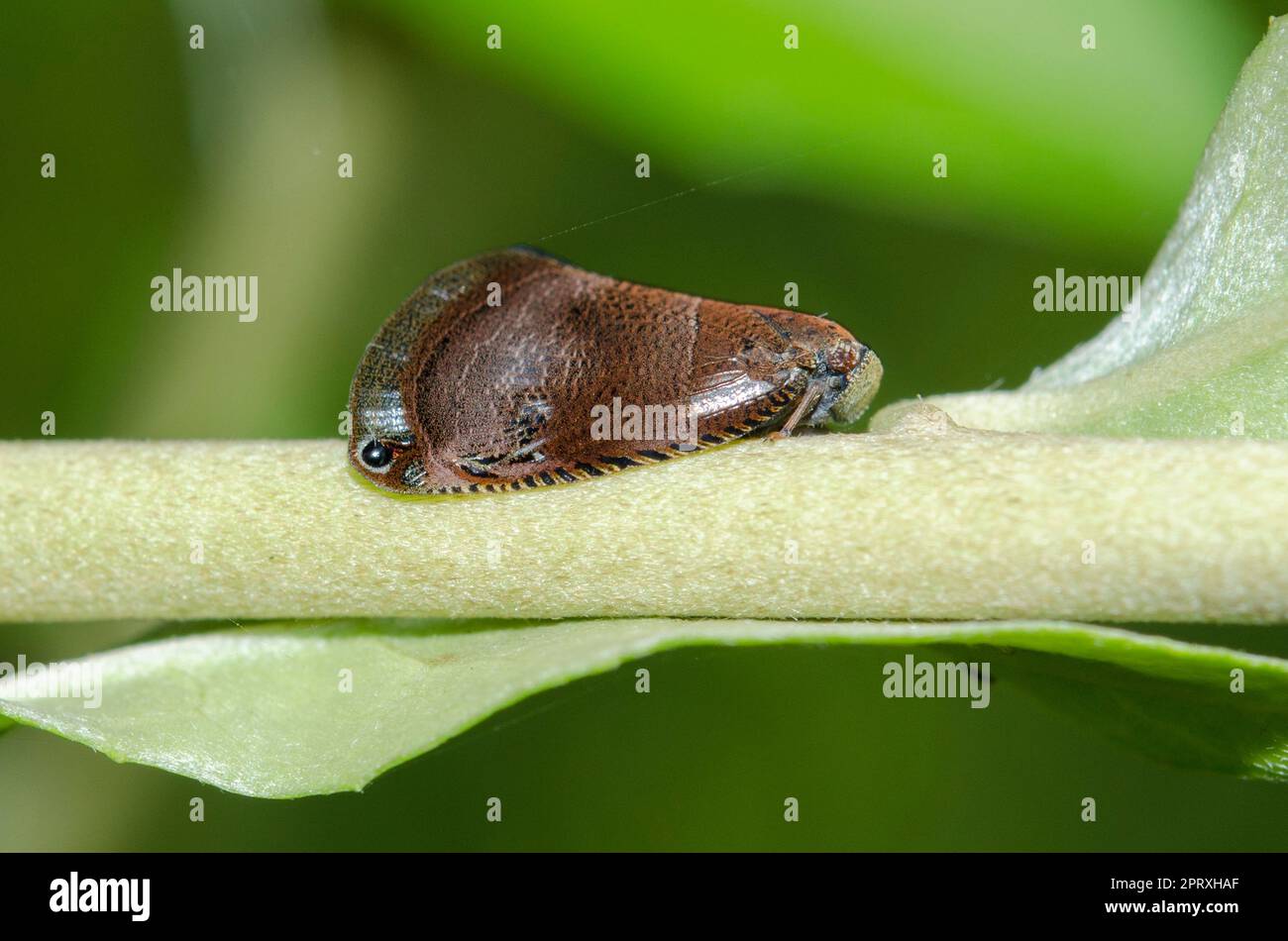 Ricaniid Planthopper, Ricaniidae Family, on stem, Klungkung, Bali ...