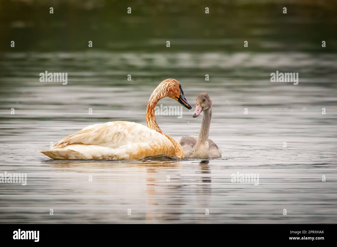 I photographed this family of Trumpeter Swans (Cygnus buccinator) at ...