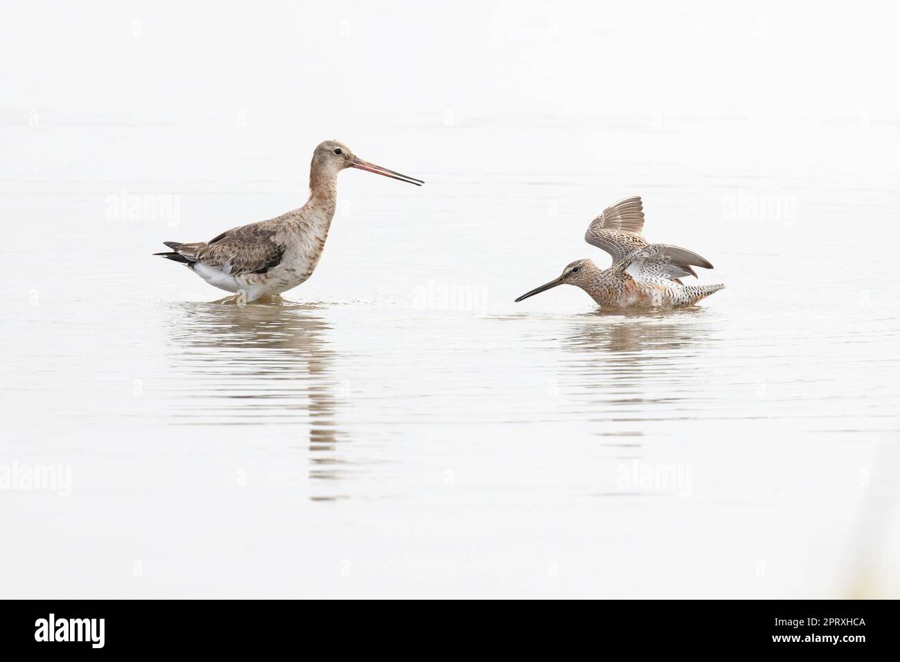 Long-billed Dowitcher (Limnodromus scolopaceus) fighting with Black ...