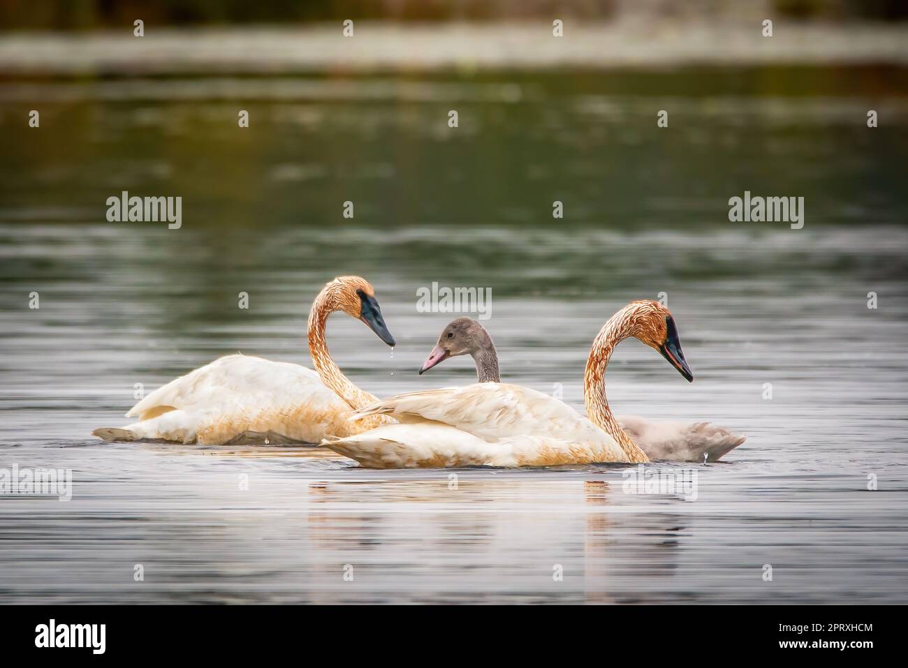 I photographed this family of Trumpeter Swans (Cygnus buccinator) at ...