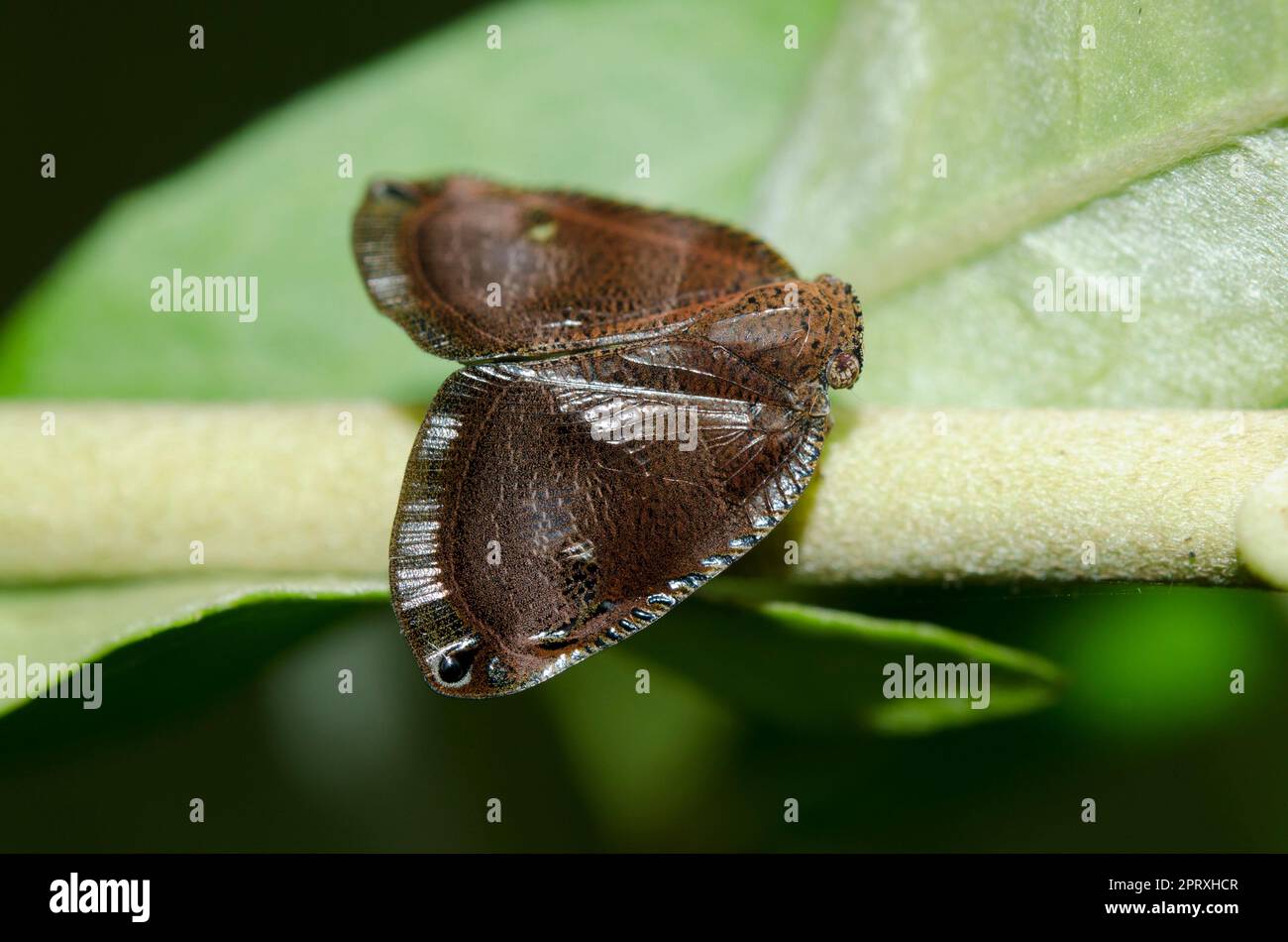 Ricaniid Planthopper, Ricaniidae Family, on stem, Klungkung, Bali ...